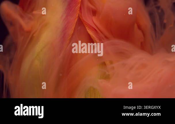 Bloom ink drop. Mix paint fluid. Defocused pink smoke yellow orange ...