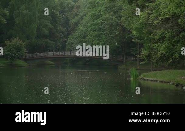 shooting of tall, thick green trees city park, reflection water ...