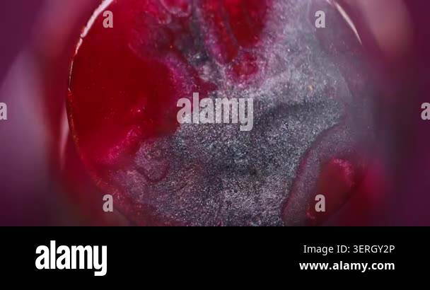 Shimmer paint wave. Shiny particles. Defocused red purple silver color ...