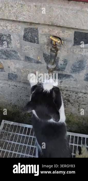 Tuxedo cat drinks fresh water directly from a weathered outdoor faucet ...