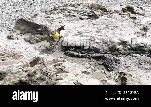 Donkey walking on the bank of River Beas somewhere near by main city of ...