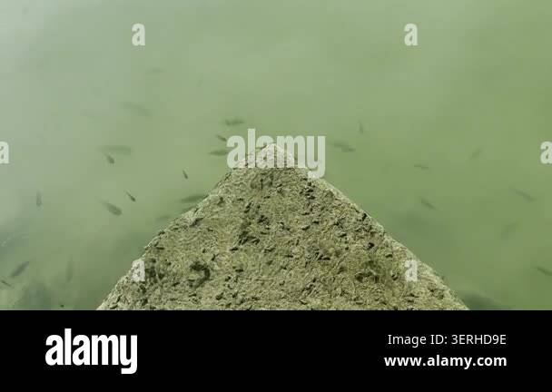 Fish school swimming in shallow water near rocks. Small fish swimming ...
