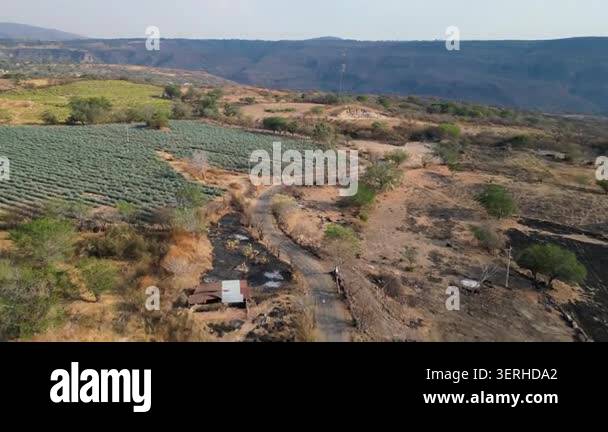 Drone advancing over rural path toward hillside agave crops in the dry ...