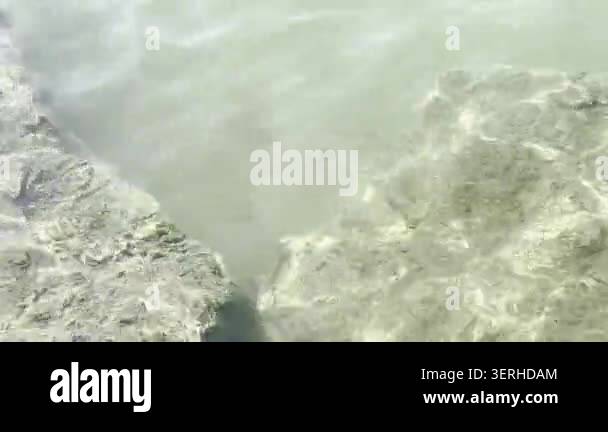 Fish school swimming in shallow water near rocks. Small fish swimming ...