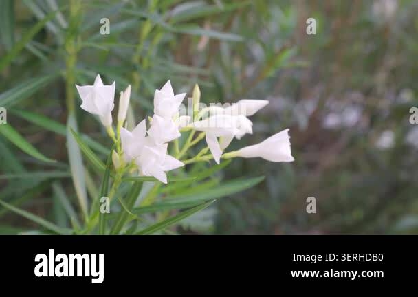 Close up shot of delicate white oleander flowers blooming on a green ...