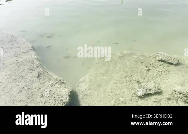 Fish school swimming in shallow water near rocks. Small fish swimming ...