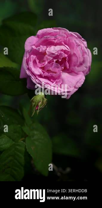 Close-up 4K video of a lush pink rose blossom with fine water droplets ...