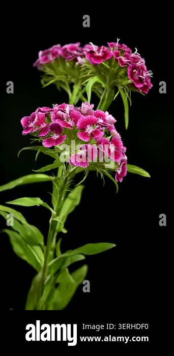 Close-up 4K video of a blooming pink and magenta Sweet William dianthus ...