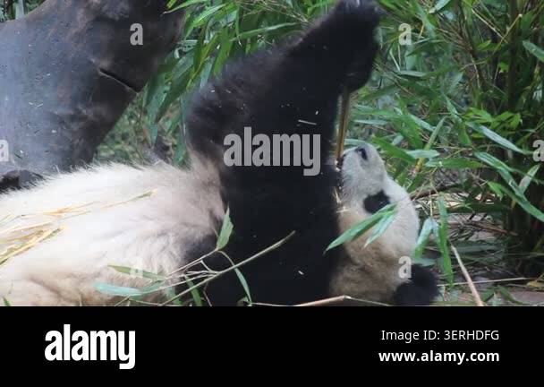 Giant panda lying down and eating bamboo stalks in a lush green forest ...