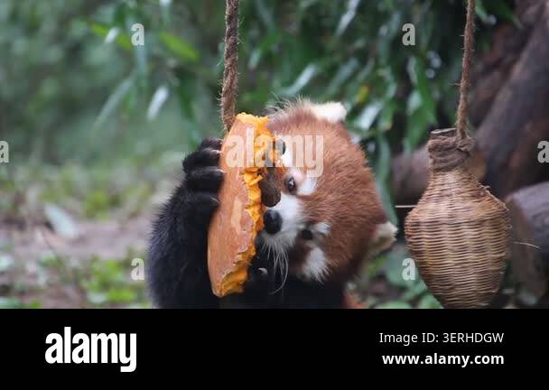 Red panda eating pumpkin hanging from rope in natural habitat, close up ...