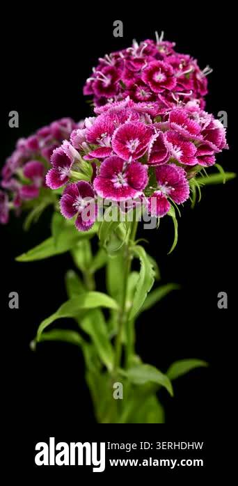 Close-up 4K video of a blooming pink and magenta Sweet William dianthus ...