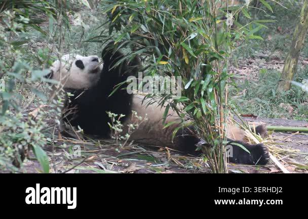 Giant panda lying on its back and eating bamboo leaves in a forest ...