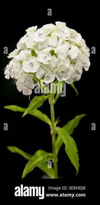 Close-up 4K video of a pristine white Sweet William dianthus flower ...