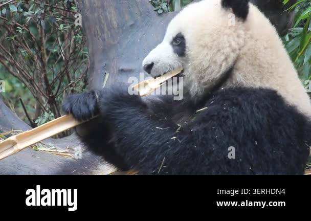 Close up of a giant panda eating bamboo in a forest setting. The panda ...