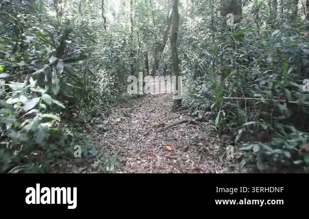 Hiking trail in Kakamega Forest Reserve, Kenya Stock Video Footage - Alamy