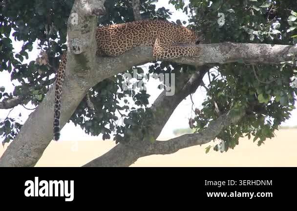 Leopard resting on tree branch, tail hanging down, surrounded by green ...