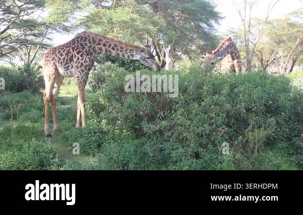 Masai giraffes (Giraffa tippelskirchi) at Crescent Island Game ...