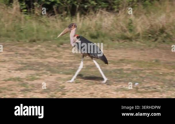 Marabou stork walking on dry ground with tall grass in background. Bird ...