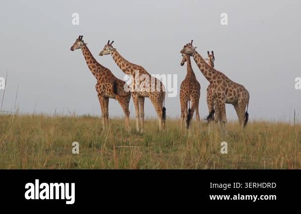 Five giraffes stand on a grassy hill against a pale sky, with some ...