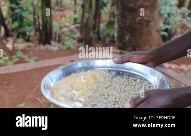 Separation of coffee bean husks at a farm in Sipi village, Uganda Stock ...
