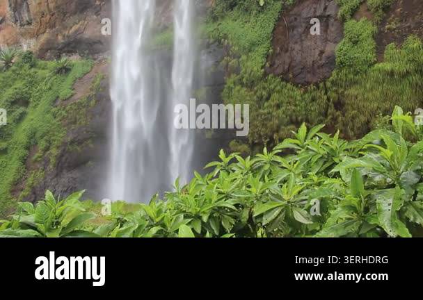 Lush green foliage frames a powerful waterfall cascading down a rocky ...
