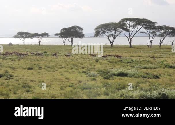 Thomson's Gazelle (Eudorcas thomsonii) at Crescent Island Game ...