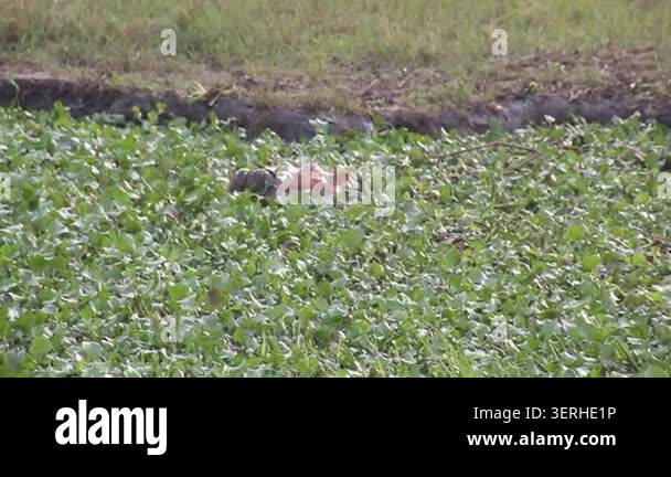Hippopotamus in Murchison Falls national park, Uganda Stock Video ...