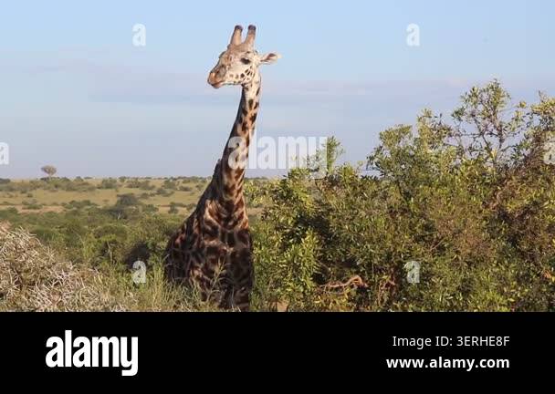 Giraffe eating leaves from green bush in savanna landscape, slow motion ...