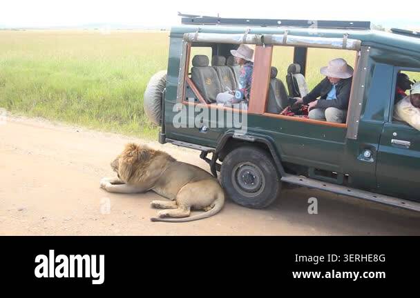 Lion rests on dirt road near safari vehicle with tourists observing ...