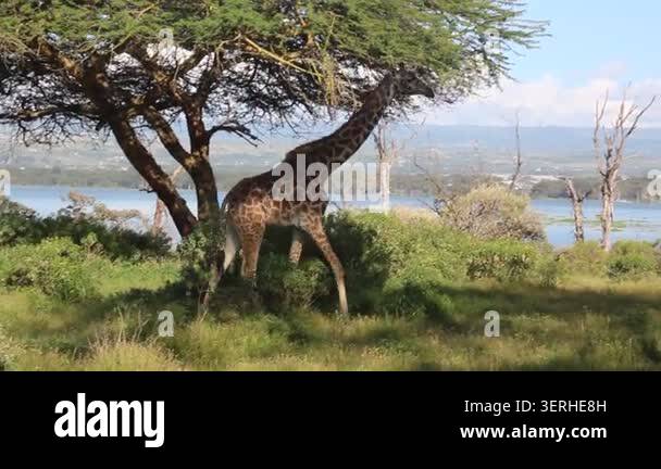 Giraffe eating leaves from acacia tree branches near a lake with ...