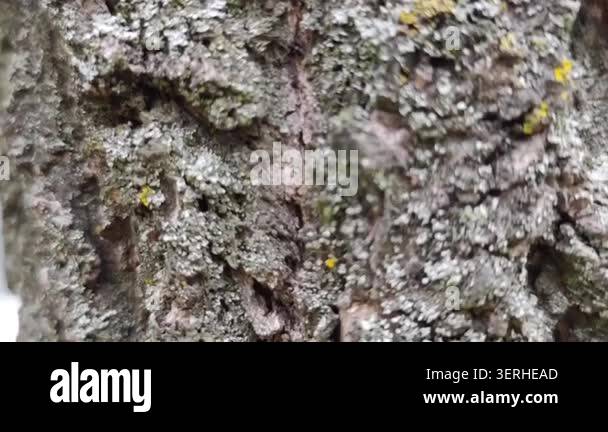 Gray Lichen on Tree Bark With Yellow Spots Stock Video Footage - Alamy