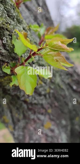 Fresh Green Leaves on Tree Bark Stock Video Footage - Alamy