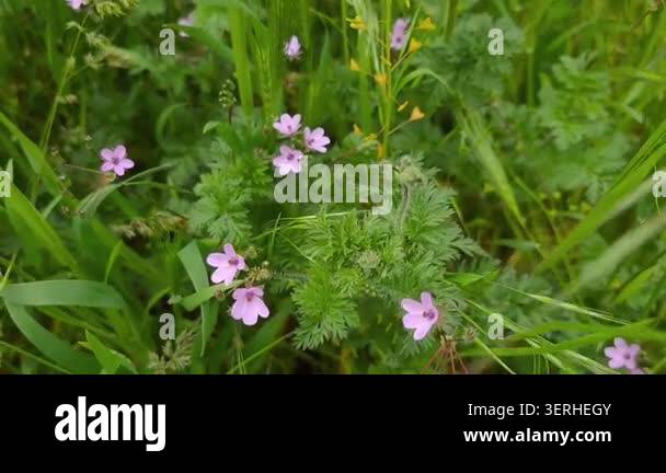 Pink Wildflowers in Green Meadow Grass Stock Video Footage - Alamy