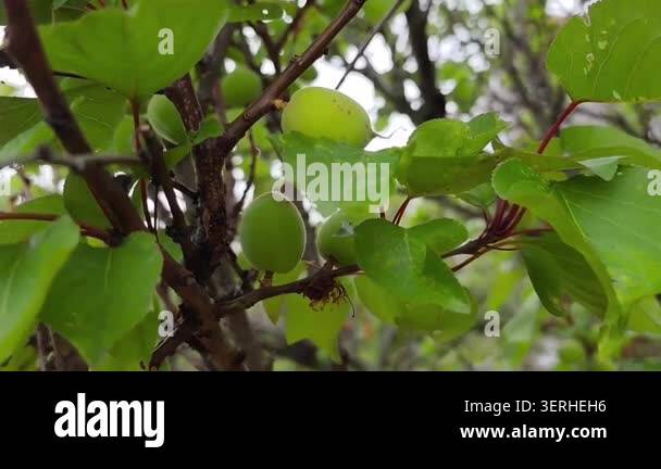 Unripe Green Fruit Hanging Under Leaves Stock Video Footage - Alamy