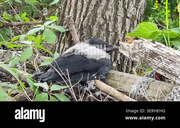 Juvenile Hooded Crow Beside Tree Trunk Stock Video Footage - Alamy