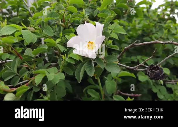 White Wild Rose With Dark Rose Hips Stock Video Footage - Alamy