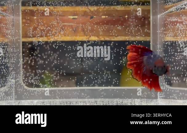 Beautiful Red and Blue Betta Fish Swimming in a Small Aquarium Tank ...