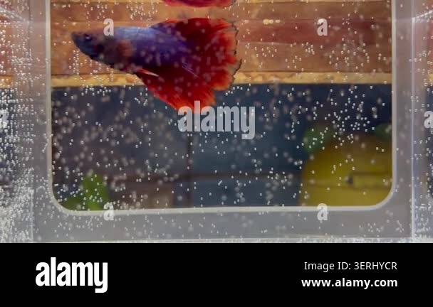 Beautiful Red and Blue Betta Fish Swimming in a Small Aquarium Tank ...