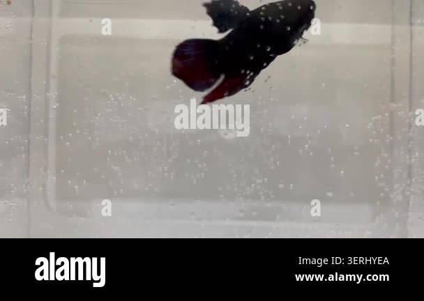Beautiful Red and Blue Betta Fish Swimming in a Small Aquarium Tank ...