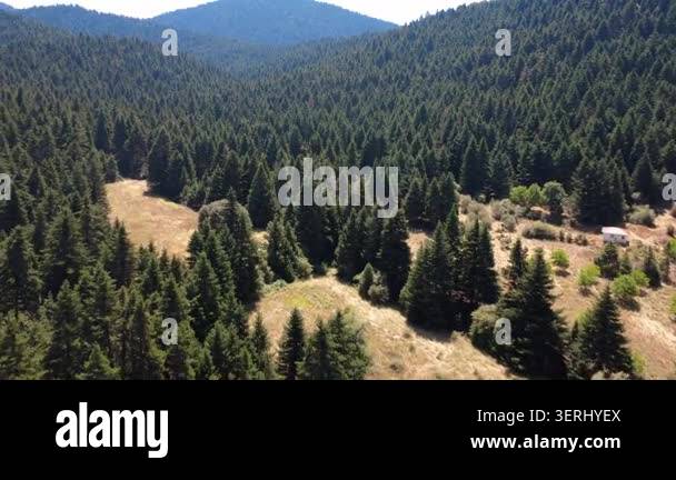 A simple hut stands on a plain at the foot of a fir forest while dry ...