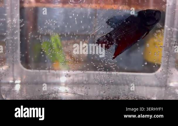 Beautiful Red and Blue Betta Fish Swimming in a Small Aquarium Tank ...