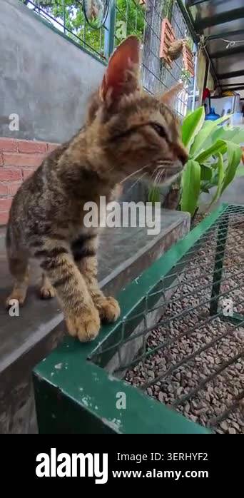 Vertical video of Cute tabby kitten perches on a green metal frame. It ...