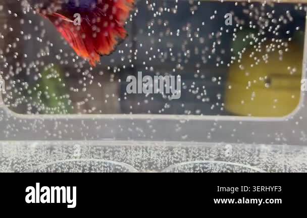 Beautiful Red and Blue Betta Fish Swimming in a Small Aquarium Tank ...