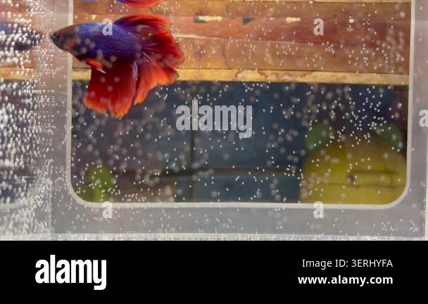 Beautiful Red and Blue Betta Fish Swimming in a Small Aquarium Tank ...