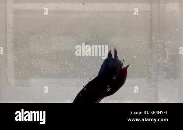 Betta Fish Swimming Indoors Inside a Small Transparent Glass Aquarium ...