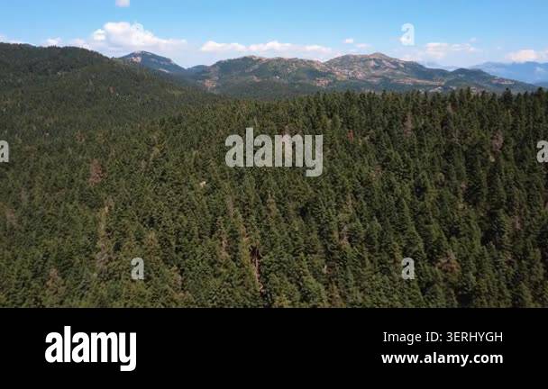 A high mountain forest of dense fir trees stretches across the slopes ...