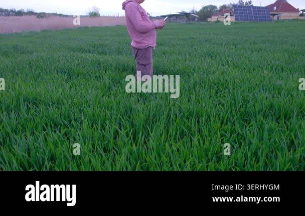 young farmer in the field of green grass. agronexamines the crops of ...