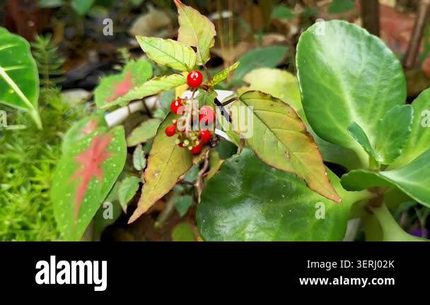 Selective focus. Small red berries of Rivina Humilis Pigeonberry plant ...