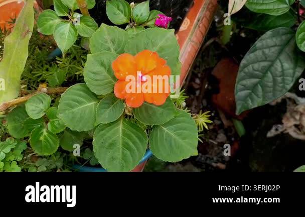 Impatiens walleriana flowers growing beautifully in the yard. Busy ...