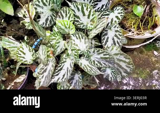 Footage of Begonia Imperialis (Imperial Begonia) with unique green ...
